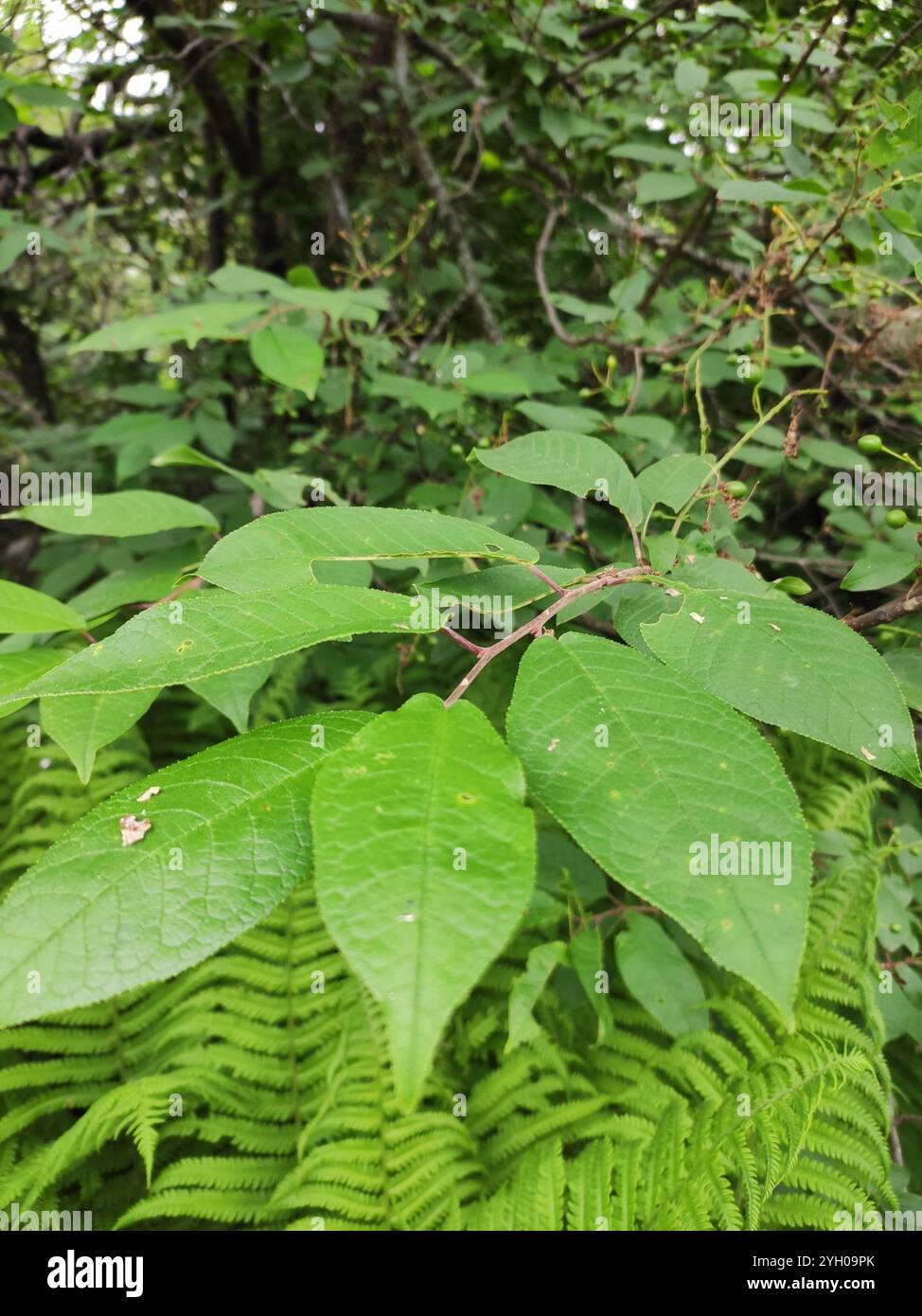 bird cherry (Prunus padus Stock Photo - Alamy