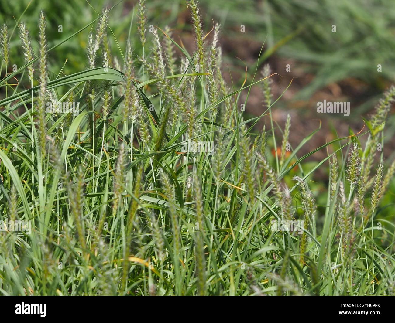 buffelgrass (Cenchrus ciliaris Stock Photo - Alamy