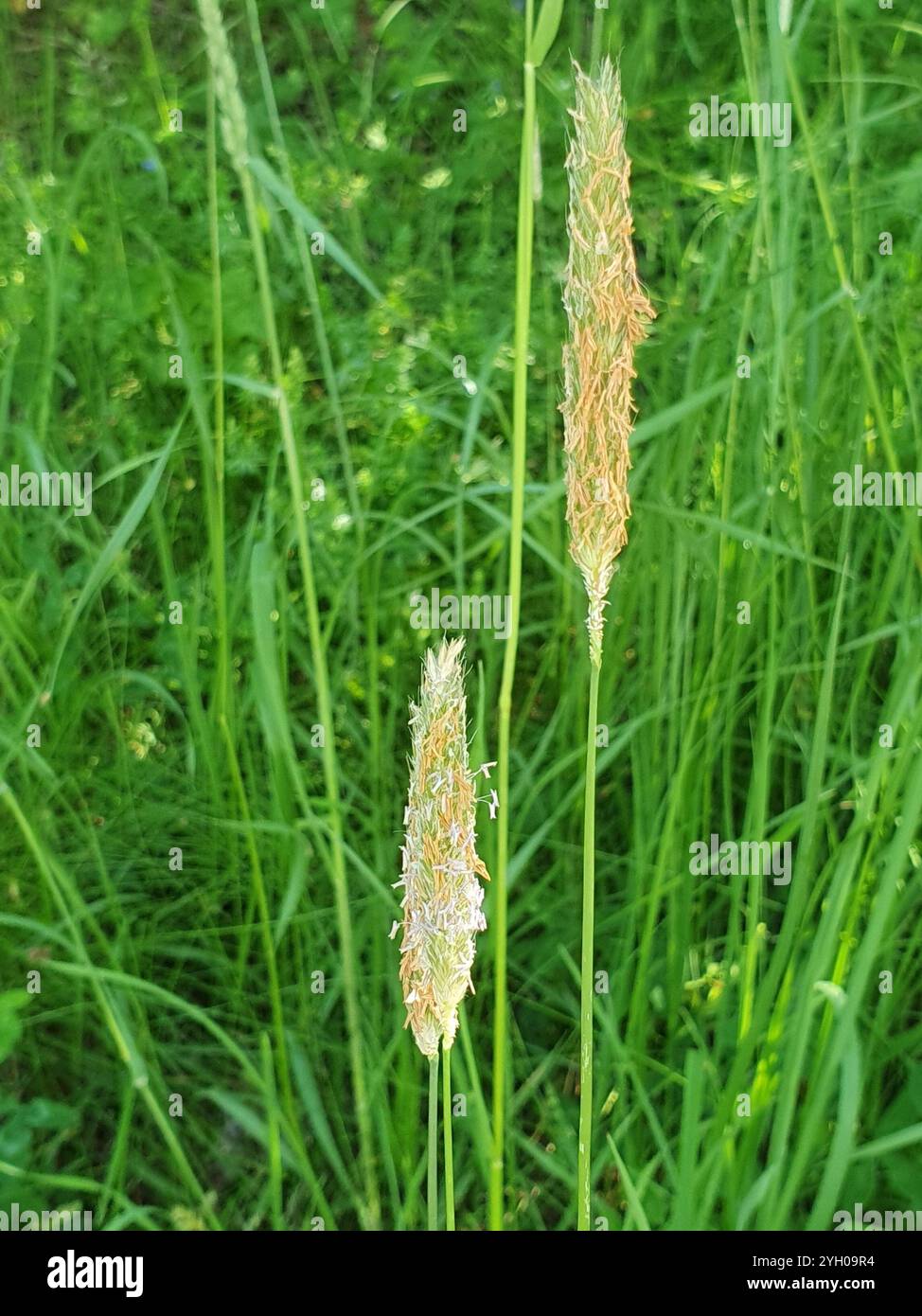 Meadow Foxtail (Alopecurus pratensis Stock Photo - Alamy