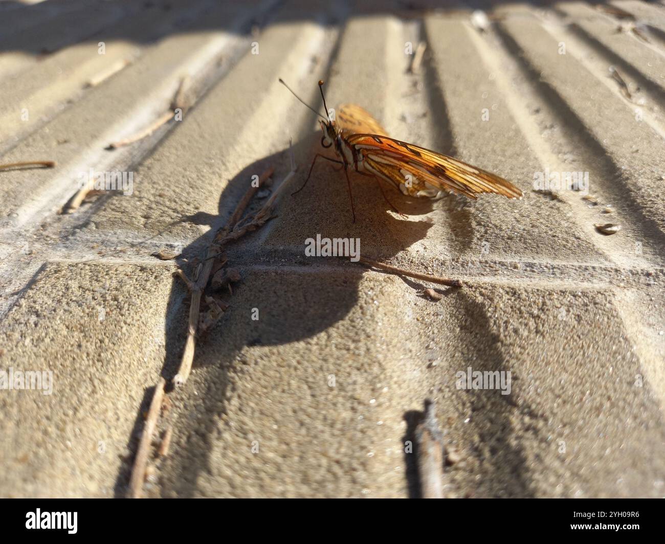 Dione vanillae maculosa hi-res stock photography and images - Alamy
