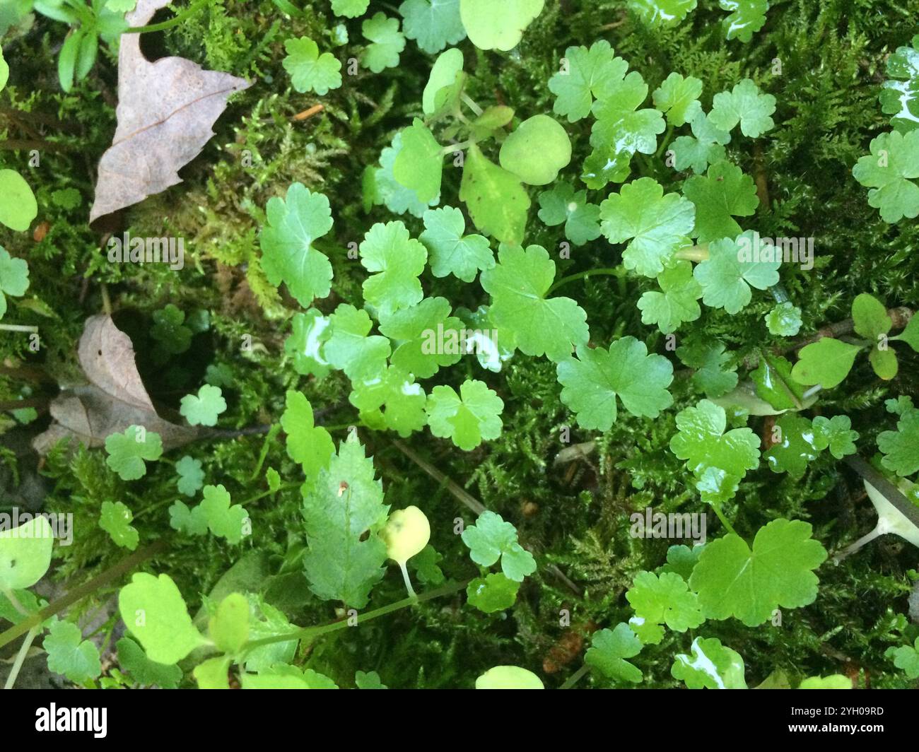Hydrocotyle americana hi-res stock photography and images - Alamy