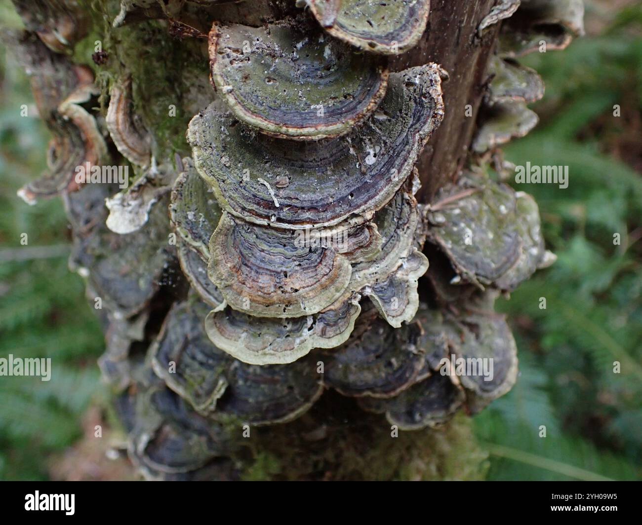 shelf fungi (Polyporales Stock Photo - Alamy