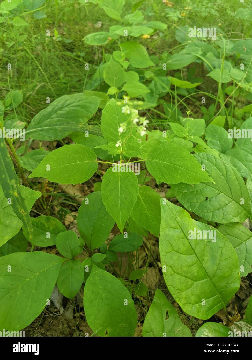 broadleaf enchanter's nightshade (Circaea canadensis Stock Photo - Alamy