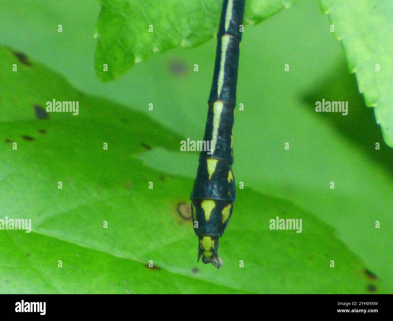 Black-shouldered Spinyleg (Dromogomphus spinosus Stock Photo - Alamy