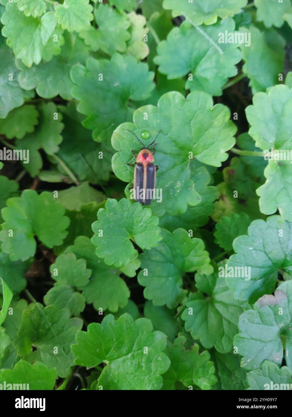 Common Eastern Firefly (Photinus pyralis Stock Photo - Alamy