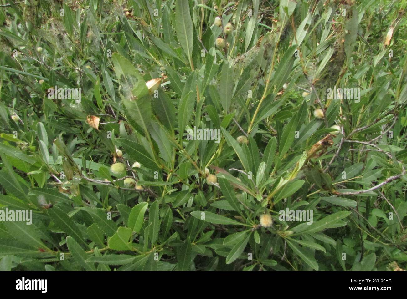 Dwarf Russian Almond (Prunus tenella Stock Photo - Alamy