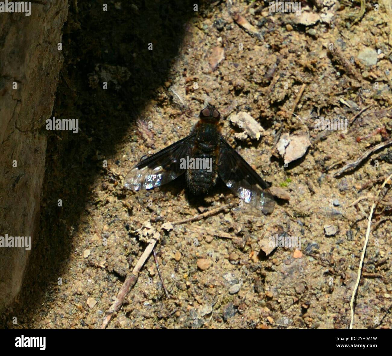 Black Banded Bee Fly (Hemipenthes morio Stock Photo - Alamy