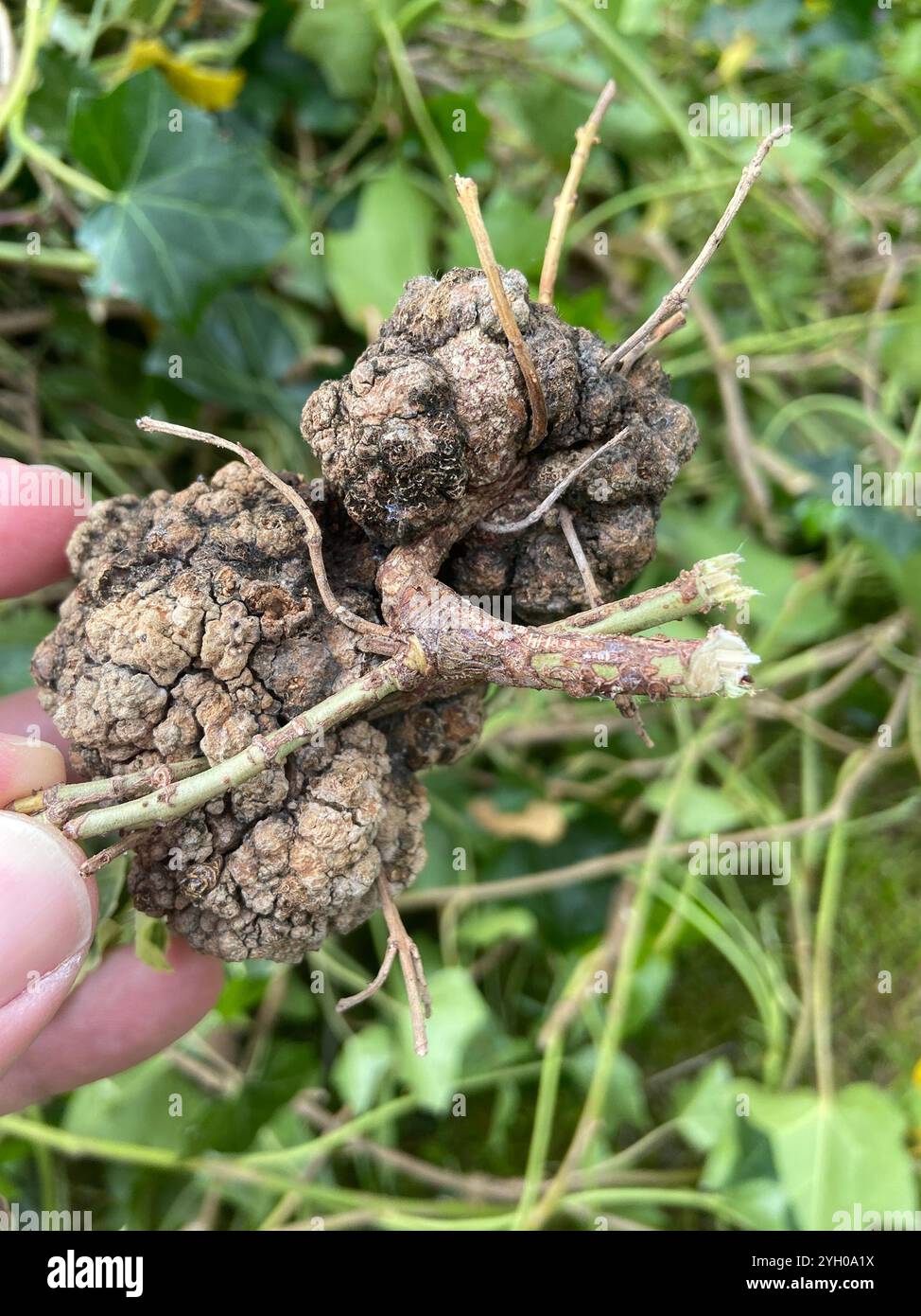 bacterial crown gall (Agrobacterium radiobacter Stock Photo - Alamy