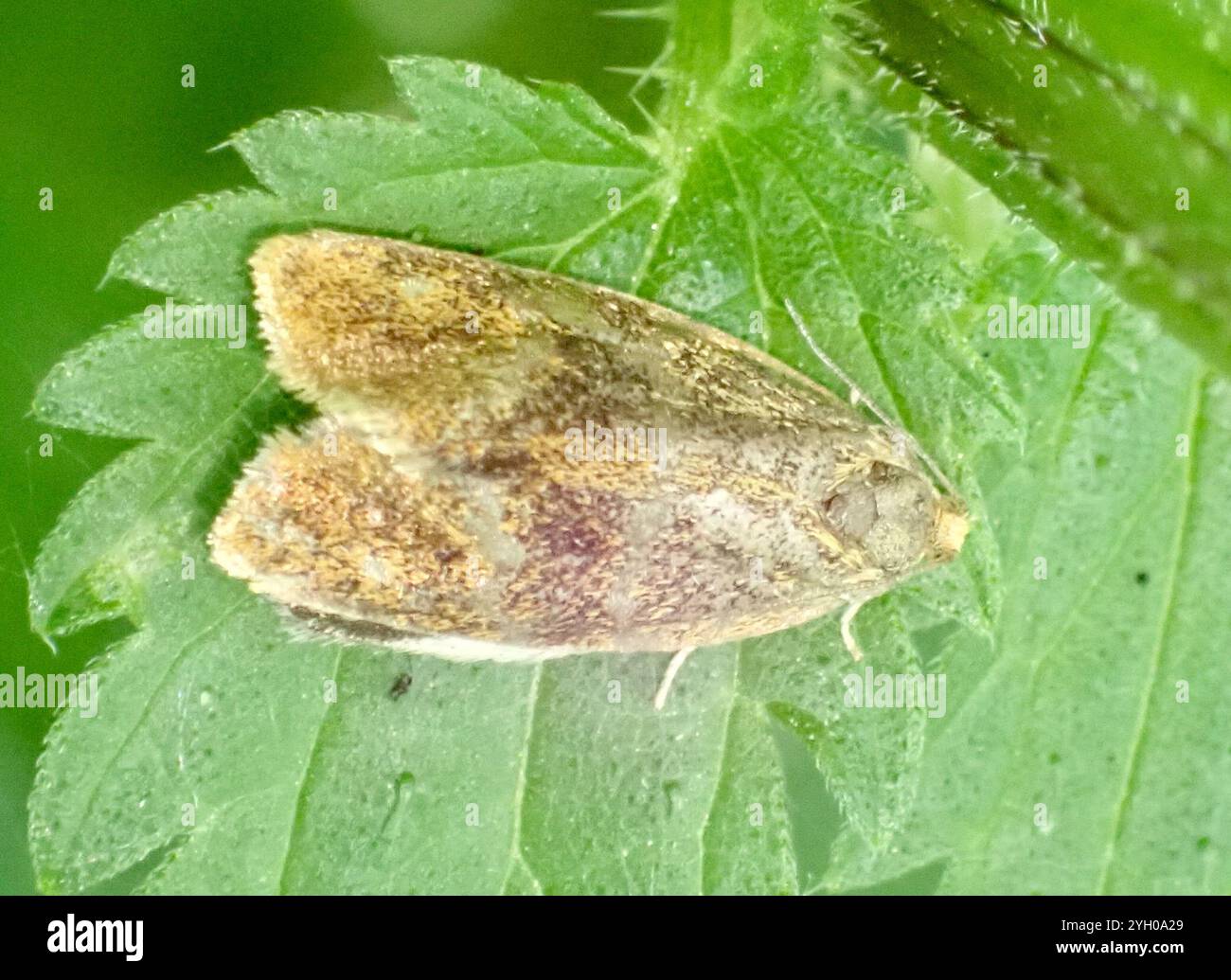 Brindled Tortrix (Ptycholoma lecheana Stock Photo - Alamy