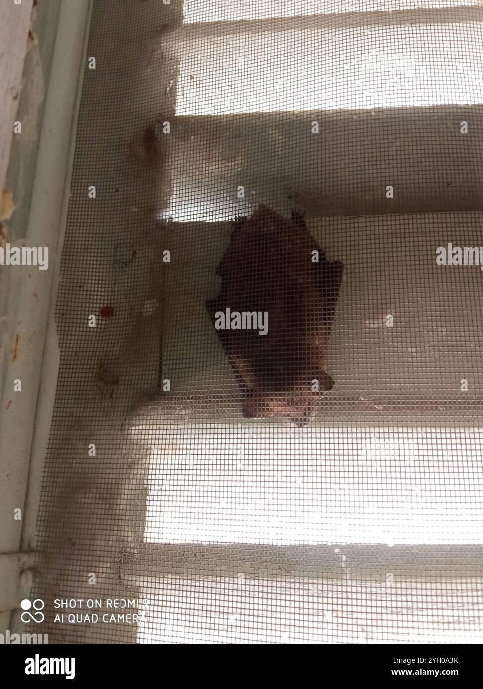 Evening Bats (Vespertilionidae Stock Photo - Alamy