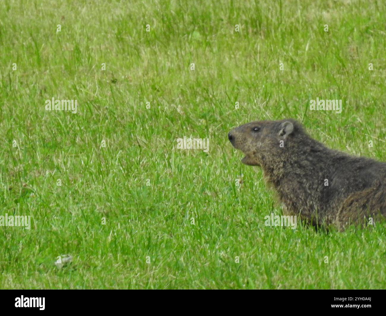 Groundhog (Marmota monax Stock Photo - Alamy