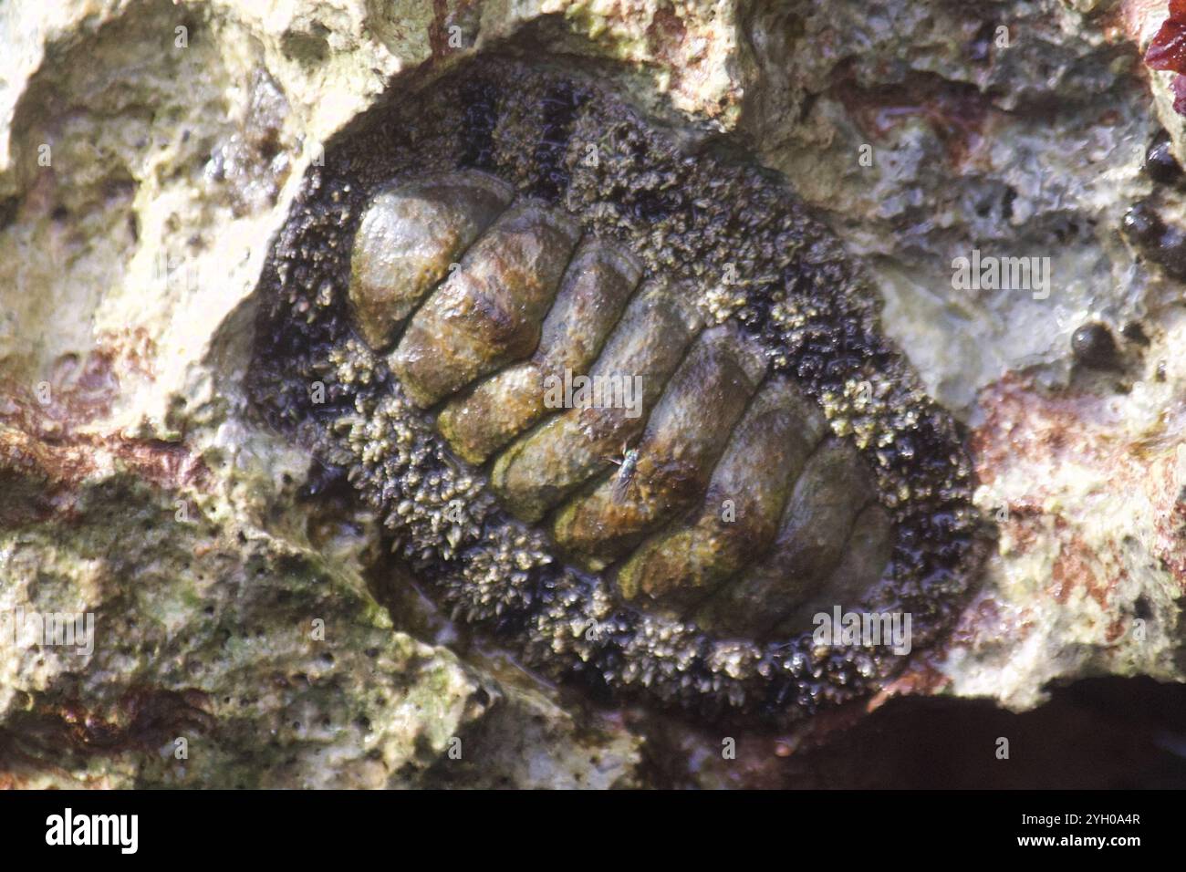 West Indian Fuzzy Chiton (Acanthopleura granulata Stock Photo - Alamy