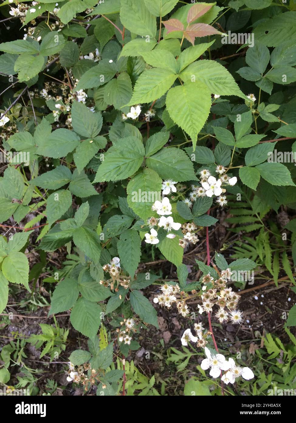 Pensilvanicus hi-res stock photography and images - Alamy