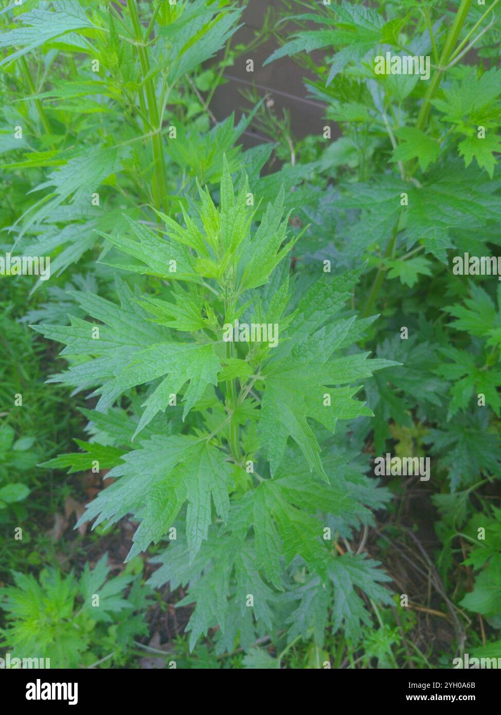 common motherwort (Leonurus cardiaca Stock Photo - Alamy