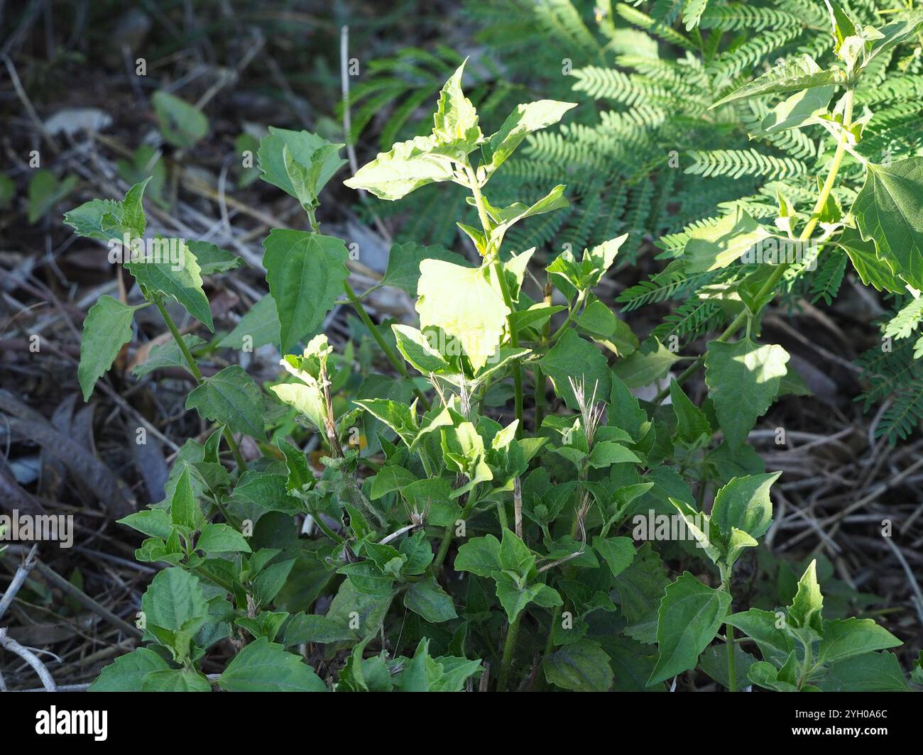 Siam weed (Chromolaena odorata Stock Photo - Alamy