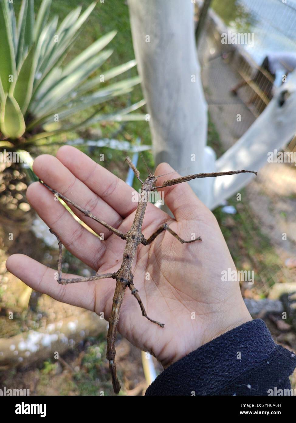 Brazilian Giant Stick Insect (Cladomorphus phyllinus Stock Photo - Alamy