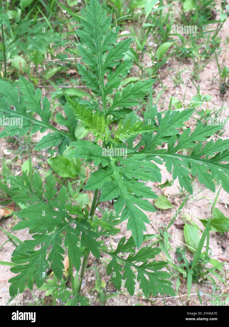 common ragweed (Ambrosia artemisiifolia Stock Photo - Alamy