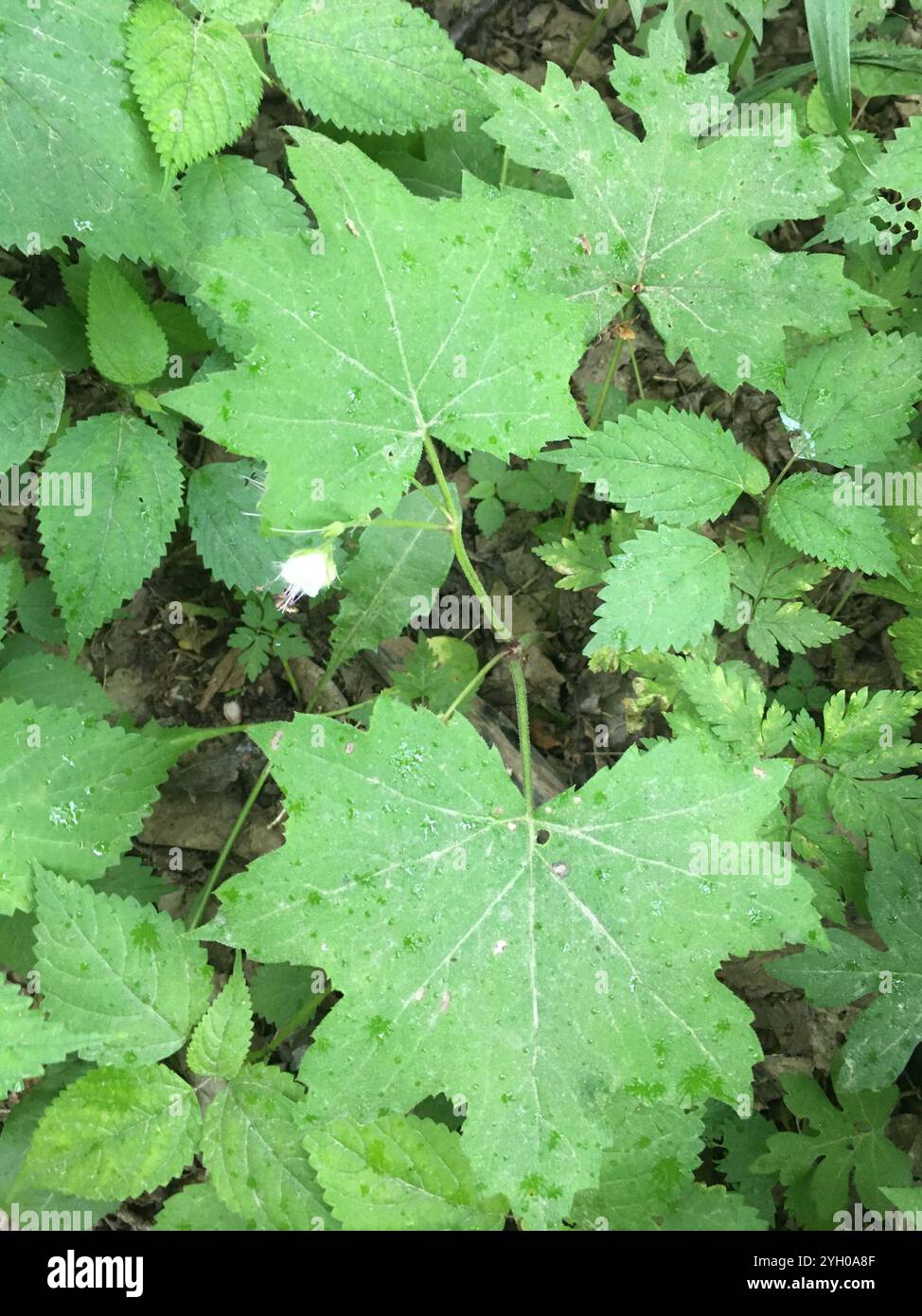 Broad-leaf Waterleaf (Hydrophyllum canadense Stock Photo - Alamy