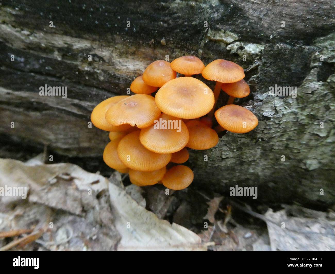 Orange mycena leaiana hi-res stock photography and images - Alamy