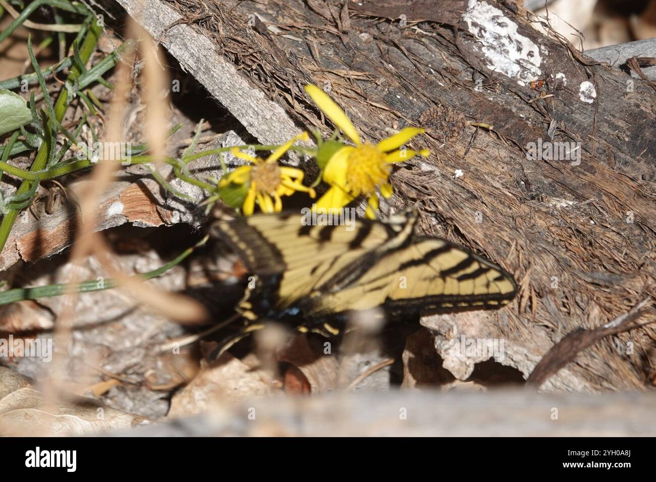 Western Tiger Swallowtail (Papilio rutulus Stock Photo - Alamy