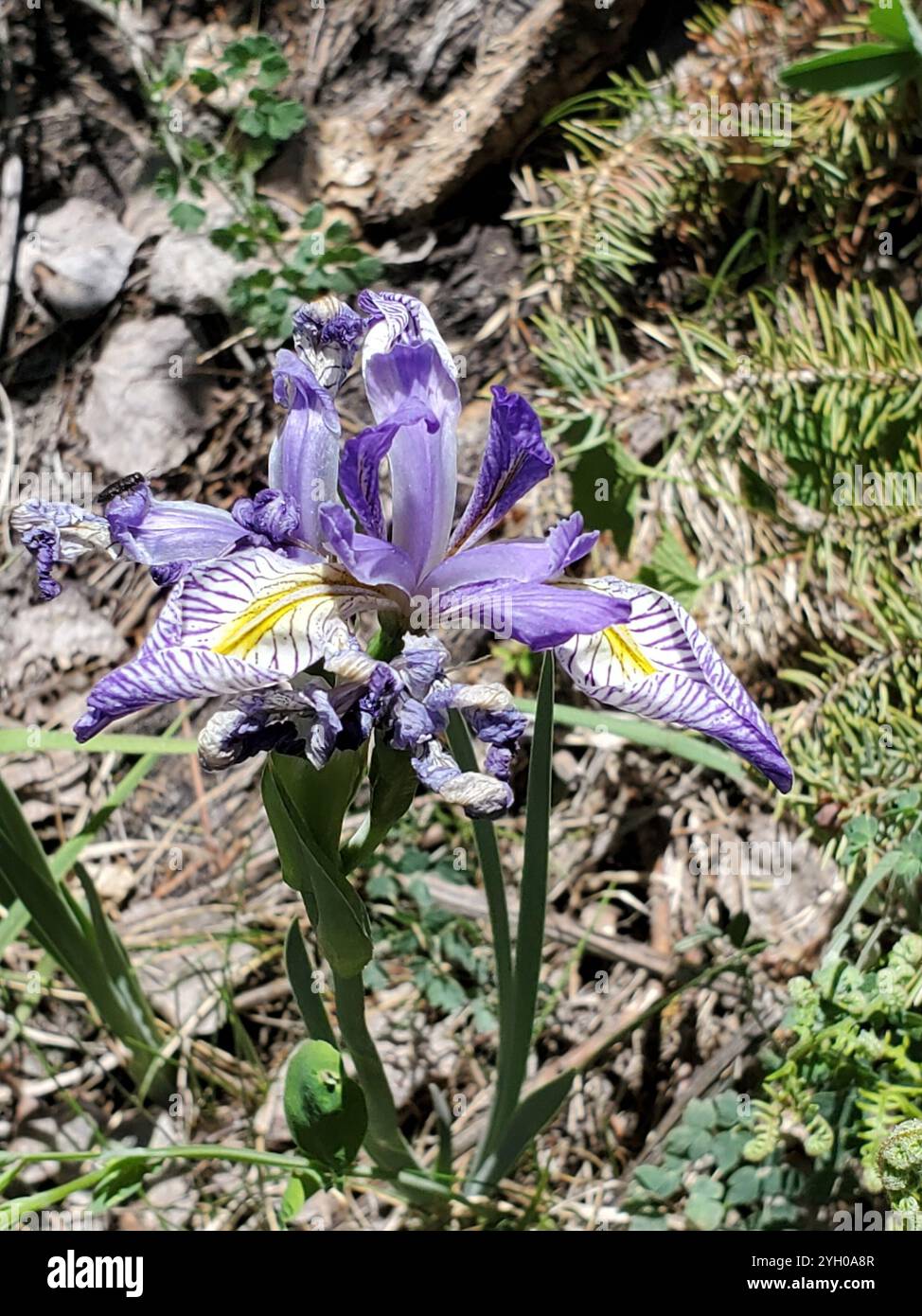 western blue flag (Iris missouriensis Stock Photo - Alamy