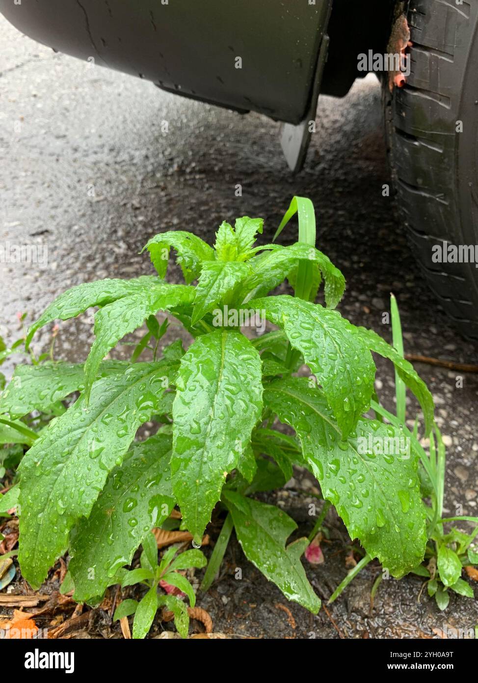 American burnweed hi-res stock photography and images - Alamy