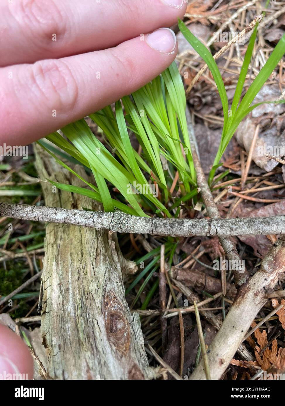 long-stalked sedge (Carex pedunculata Stock Photo - Alamy
