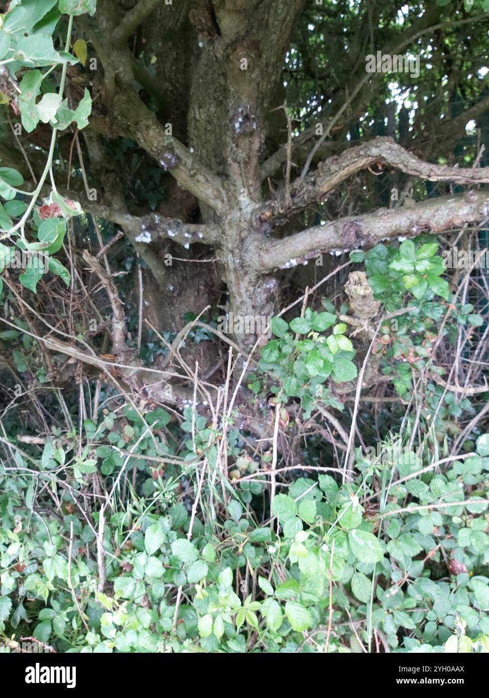 Psylloidea hi-res stock photography and images - Alamy