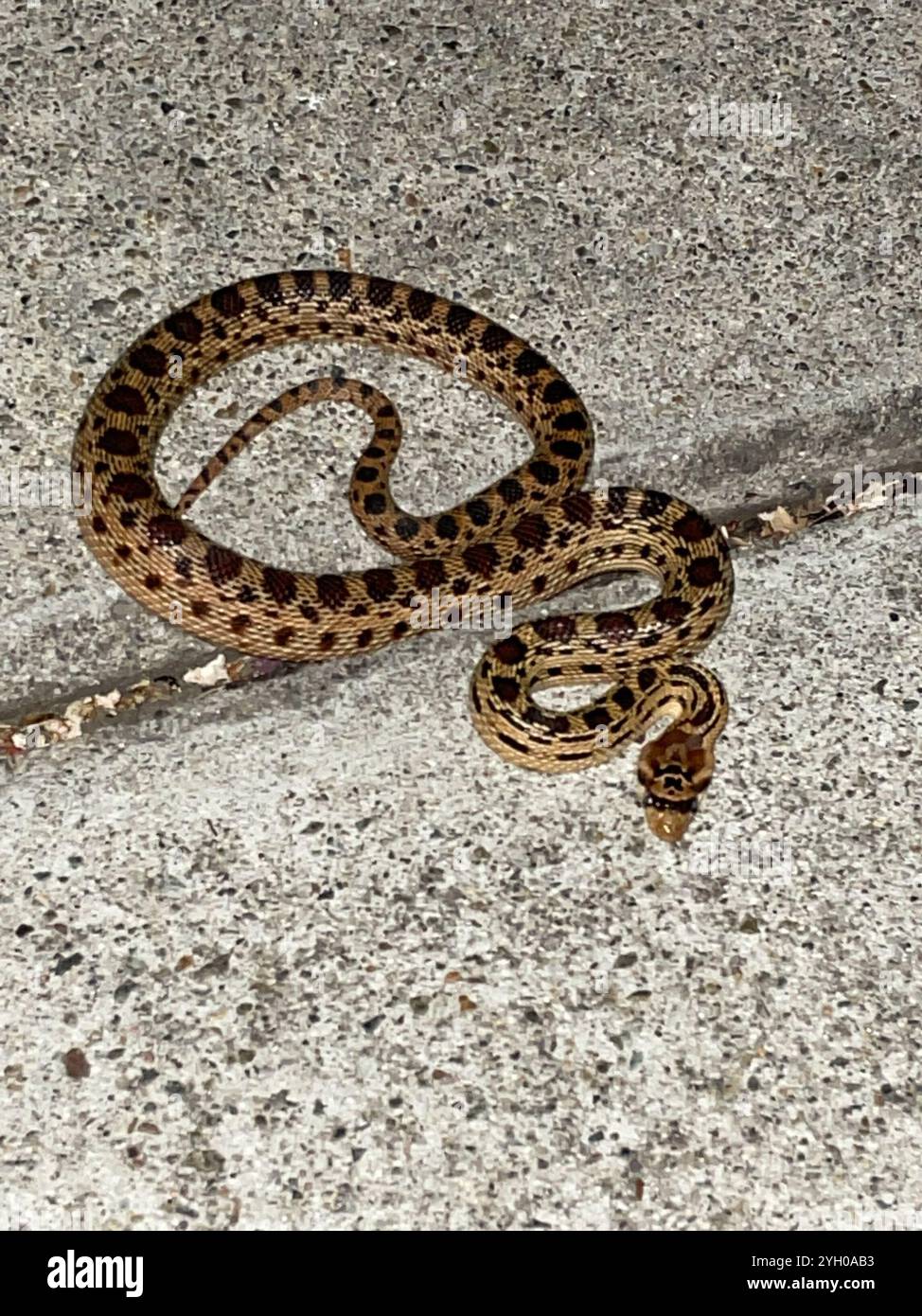 Pacific Gopher Snake (Pituophis catenifer catenifer Stock Photo - Alamy