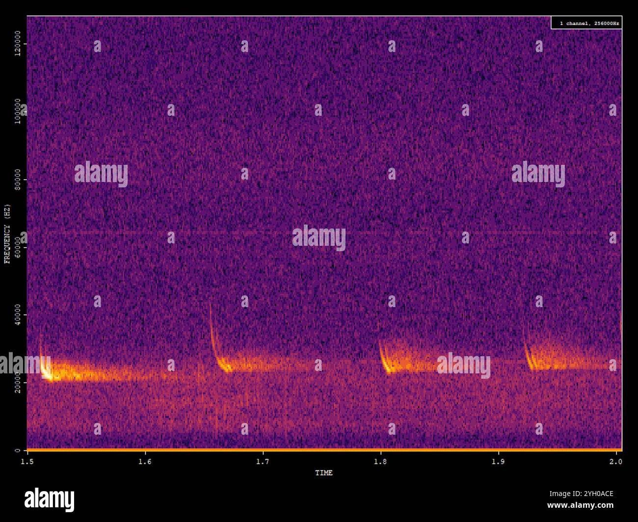 Common Noctule (Nyctalus noctula Stock Photo - Alamy