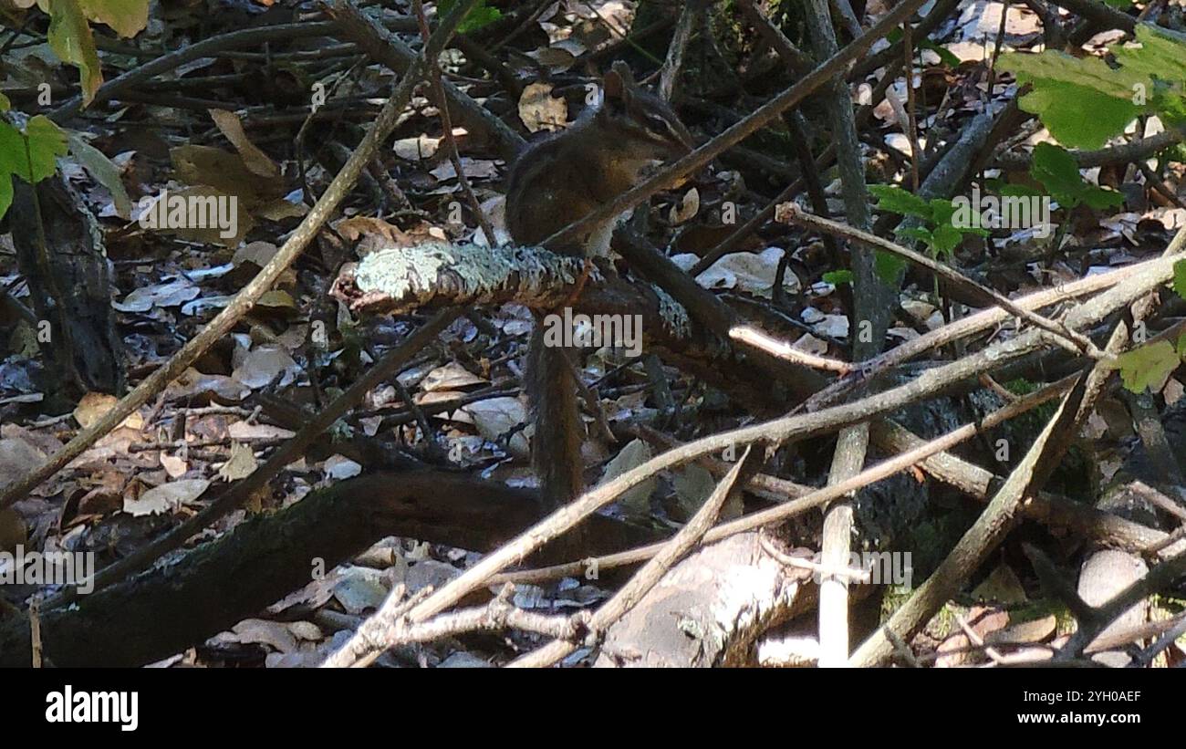 Merriam's Chipmunk (Neotamias merriami Stock Photo - Alamy