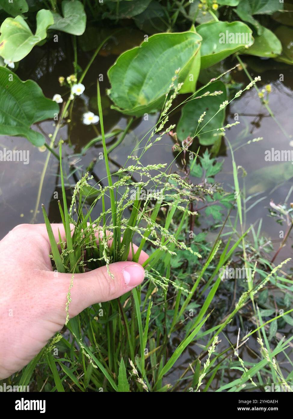 Gaping Panicgrass (Steinchisma hians Stock Photo - Alamy