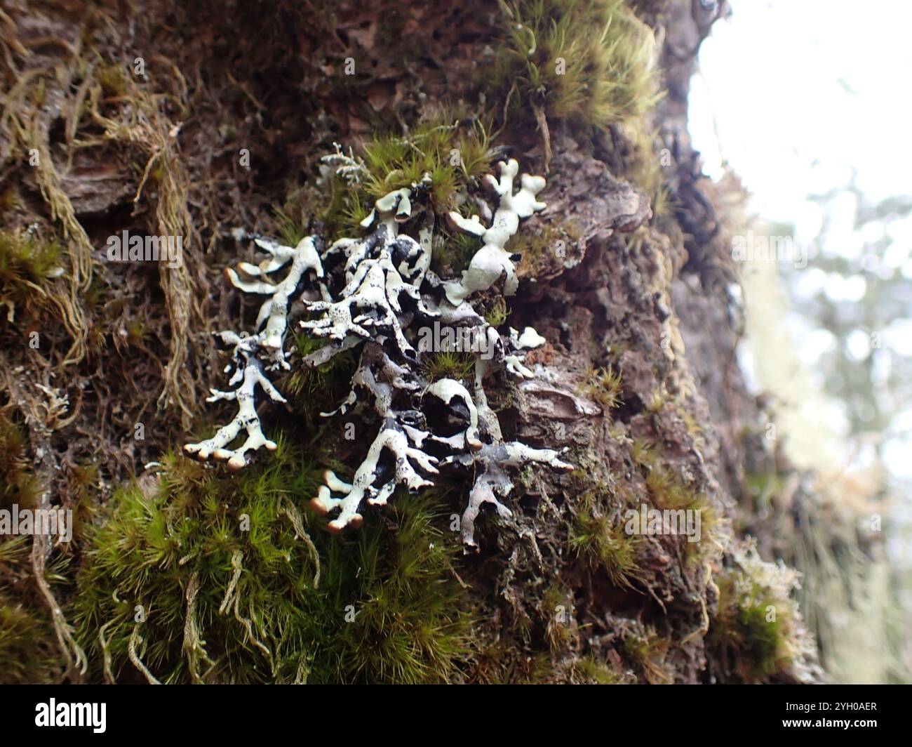 Tube Lichens (Hypogymnia Stock Photo - Alamy
