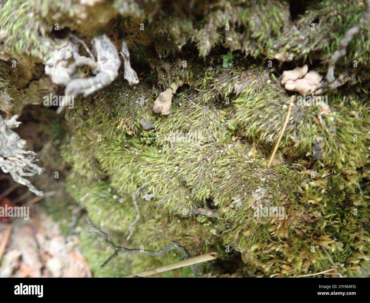 Silky Forklet-moss (Dicranella heteromalla Stock Photo - Alamy