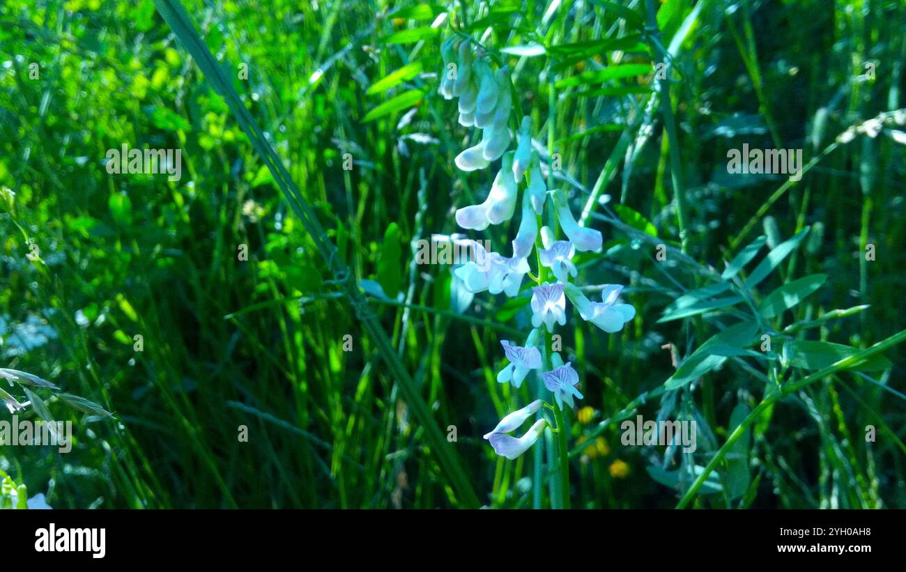 Wood Vetch (Vicia sylvatica Stock Photo - Alamy