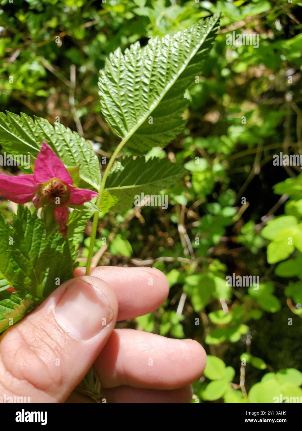 Salmonberry (Rubus spectabilis Stock Photo - Alamy