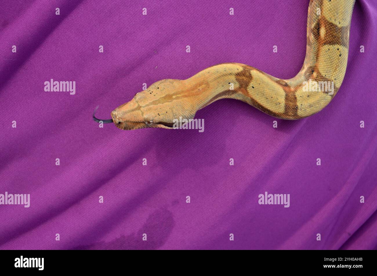 Purple scale predator hi-res stock photography and images - Alamy