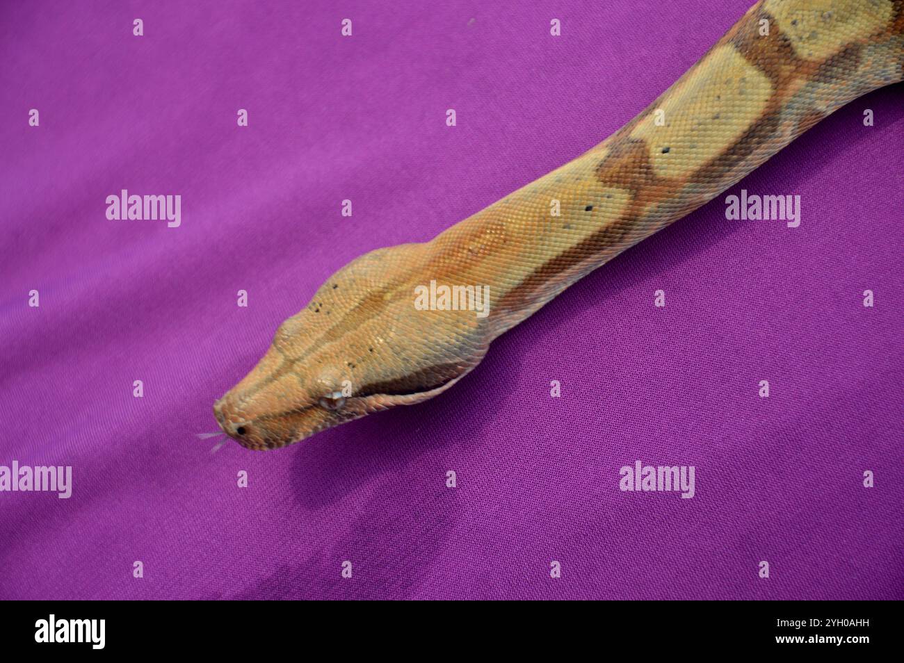phyton snake on the purple cloth Stock Photo - Alamy