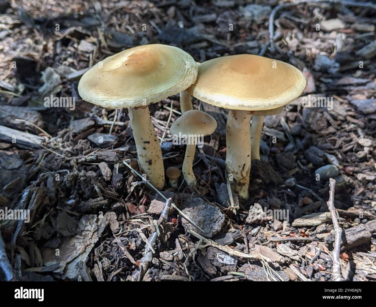 Spring fieldcap agrocybe praecox hi-res stock photography and images ...