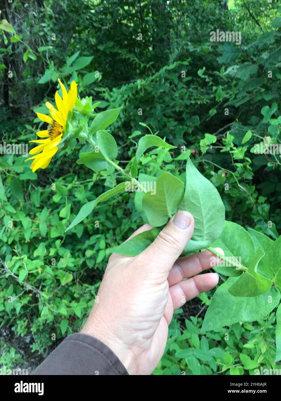 Roughstem rosinweed (Silphium radula Stock Photo - Alamy