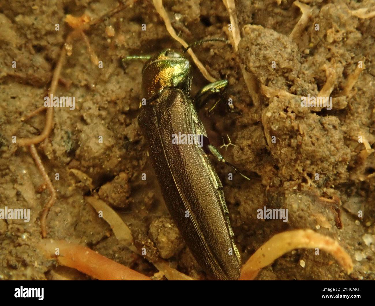 Emerald Ash Borer (Agrilus planipennis Stock Photo - Alamy