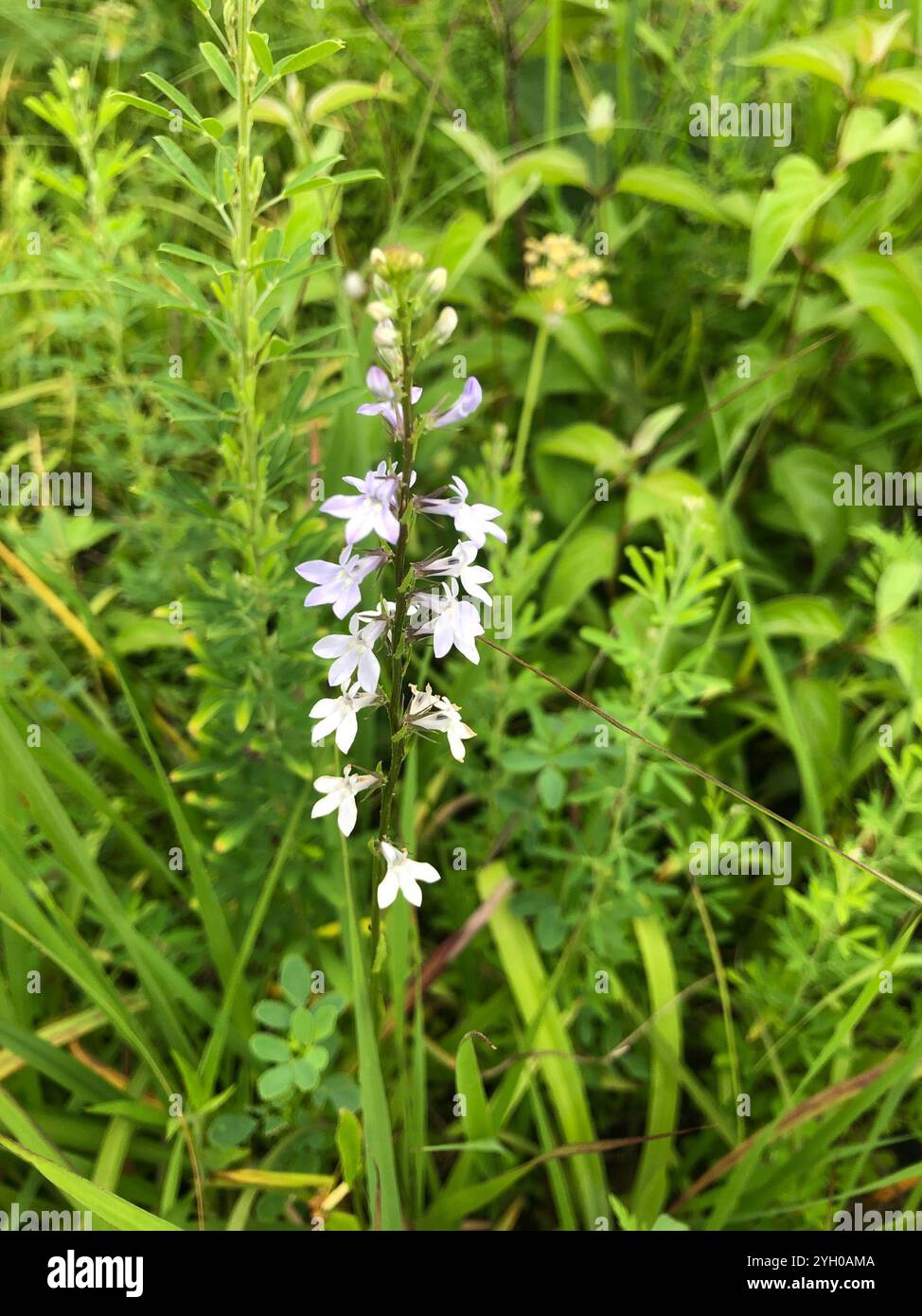 pale-spiked lobelia (Lobelia spicata Stock Photo - Alamy
