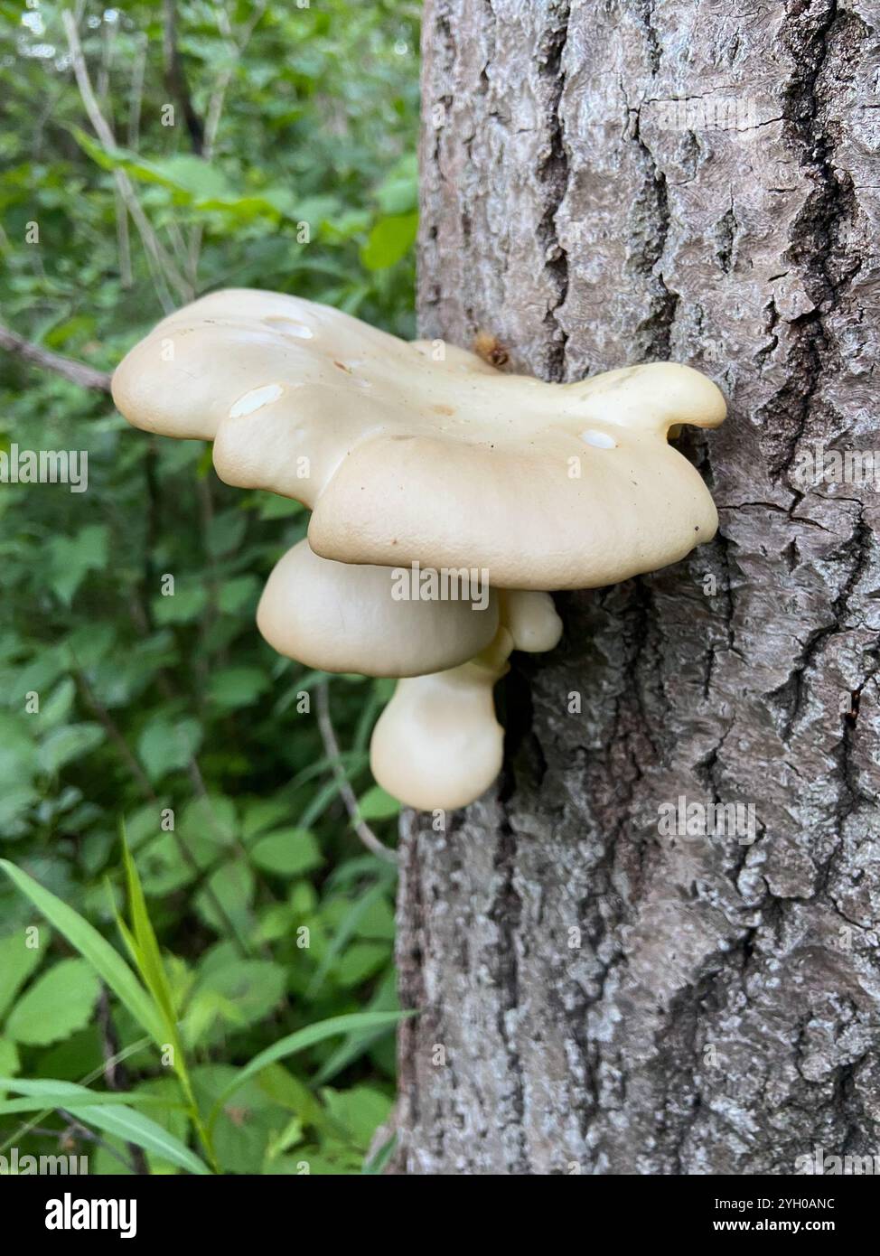 Aspen oyster mushroom hi-res stock photography and images - Alamy