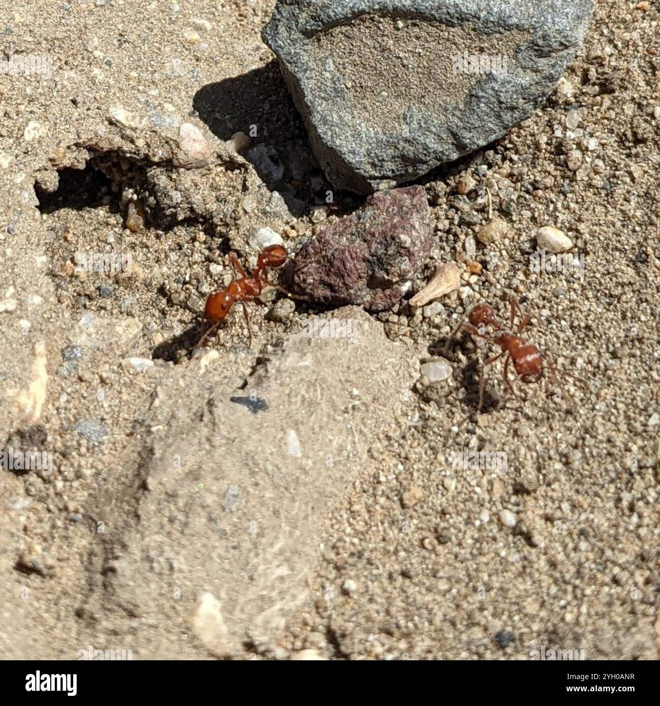 Californicus group harvester ants hi-res stock photography and images ...