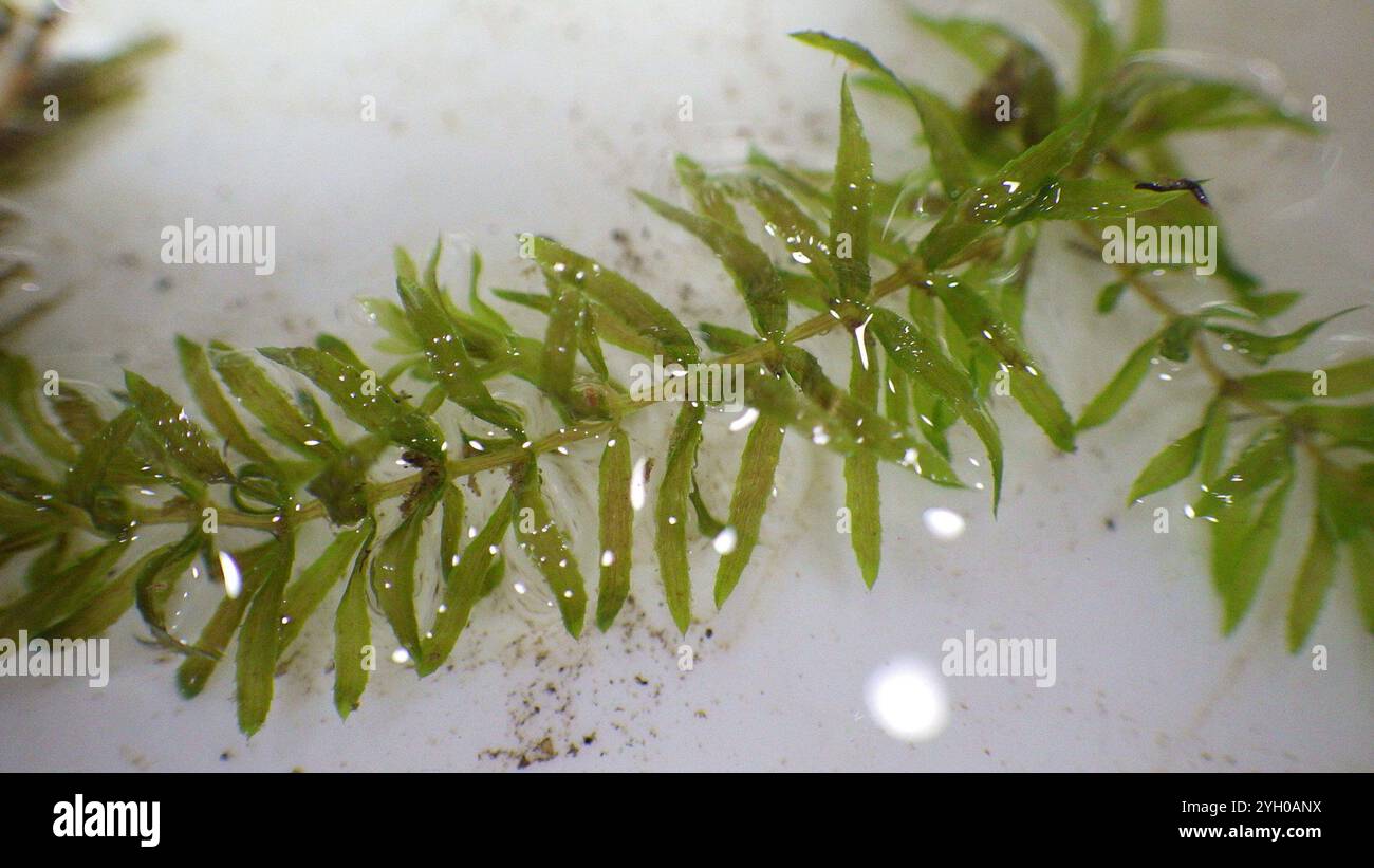 Hydrilla (Hydrilla verticillata Stock Photo - Alamy
