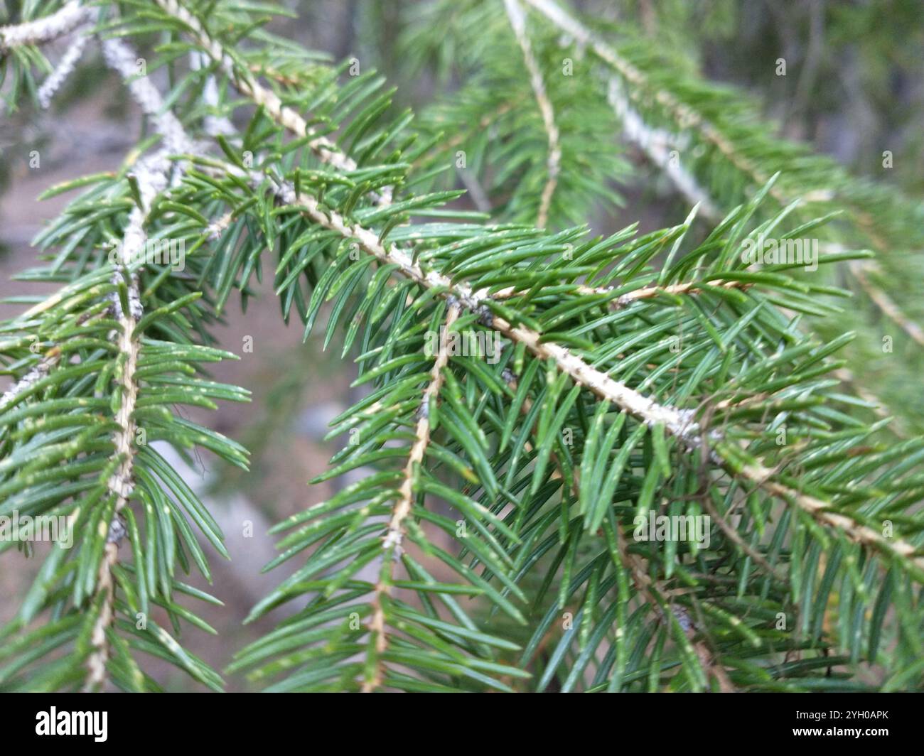 Engelmann spruce (Picea engelmannii Stock Photo - Alamy