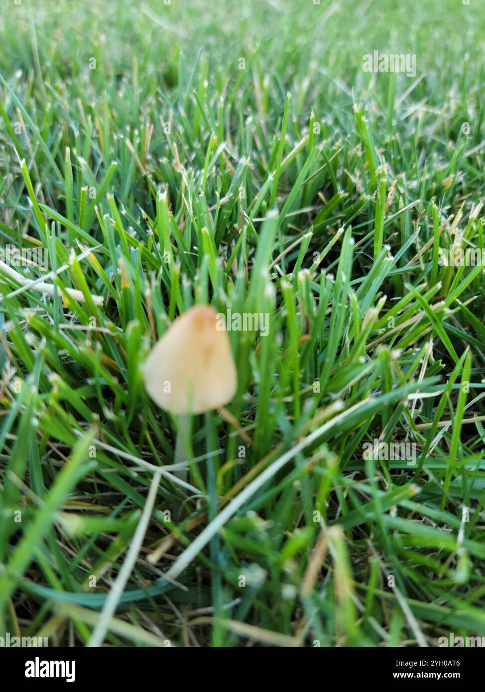 milky conecap (Conocybe apala Stock Photo - Alamy