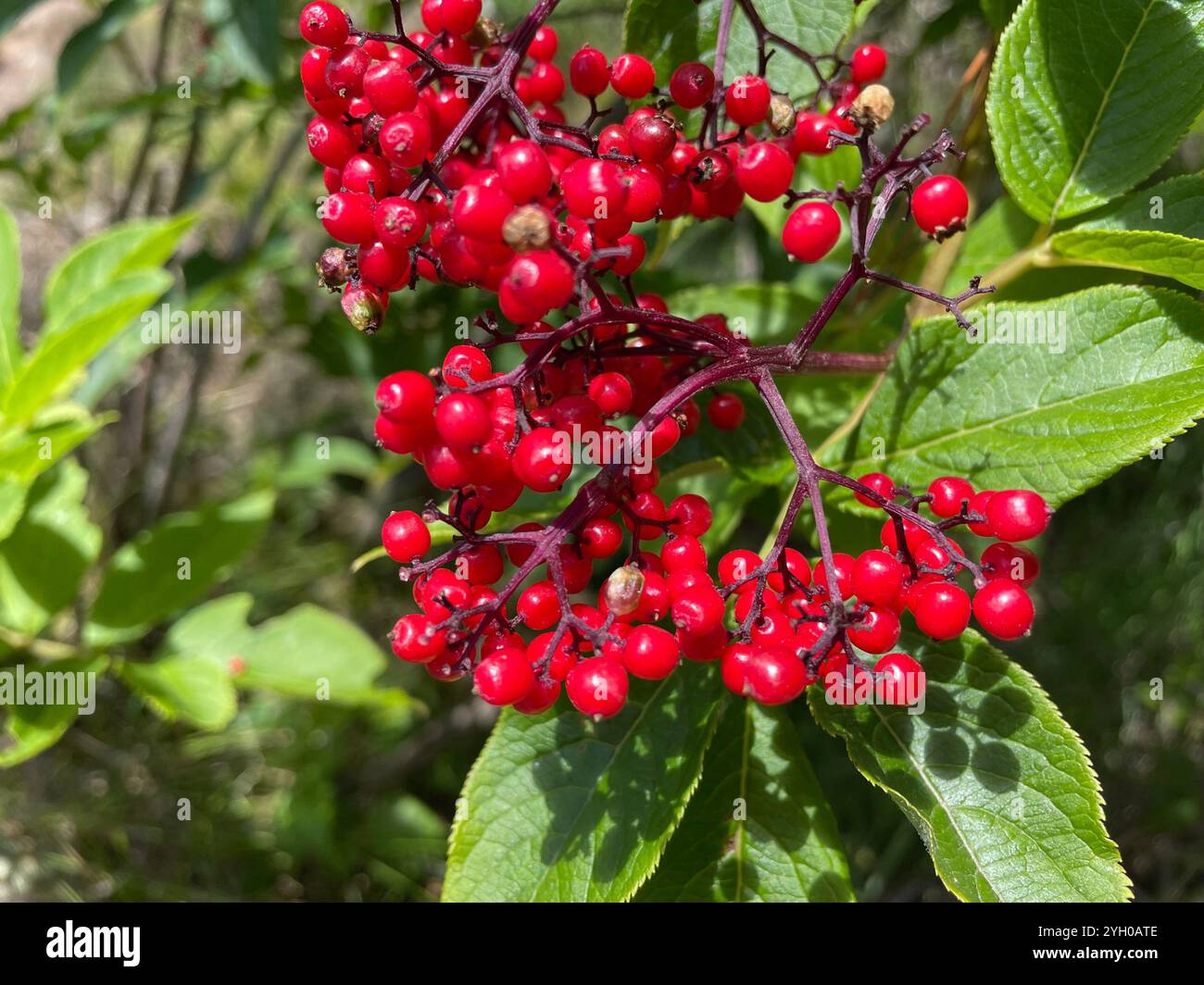 red-berried elder (Sambucus racemosa Stock Photo - Alamy