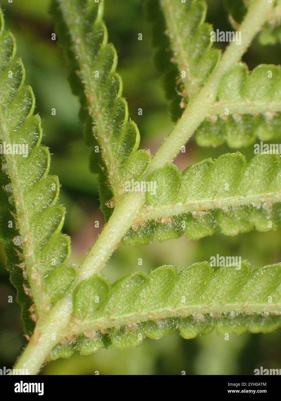 Swamp Shield-fern (Cyclosorus interruptus Stock Photo - Alamy