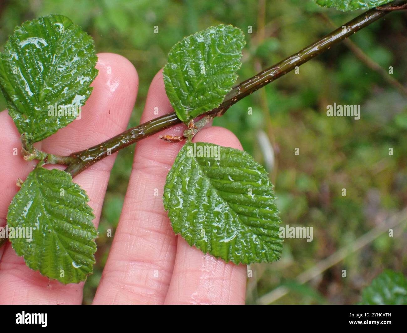 Red Alder (Alnus rubra Stock Photo - Alamy